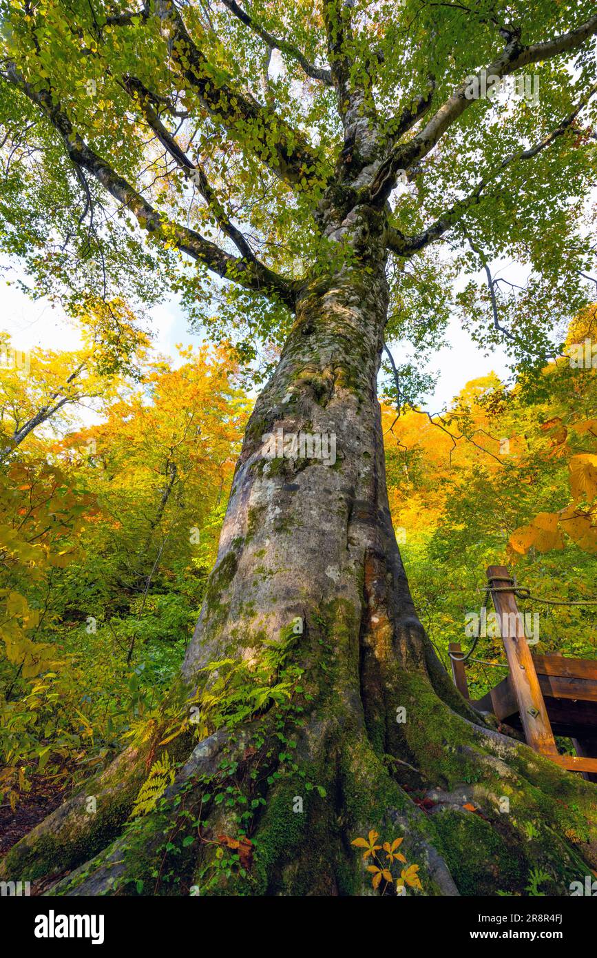 Mother Tree in Autumn Color Stock Photo - Alamy