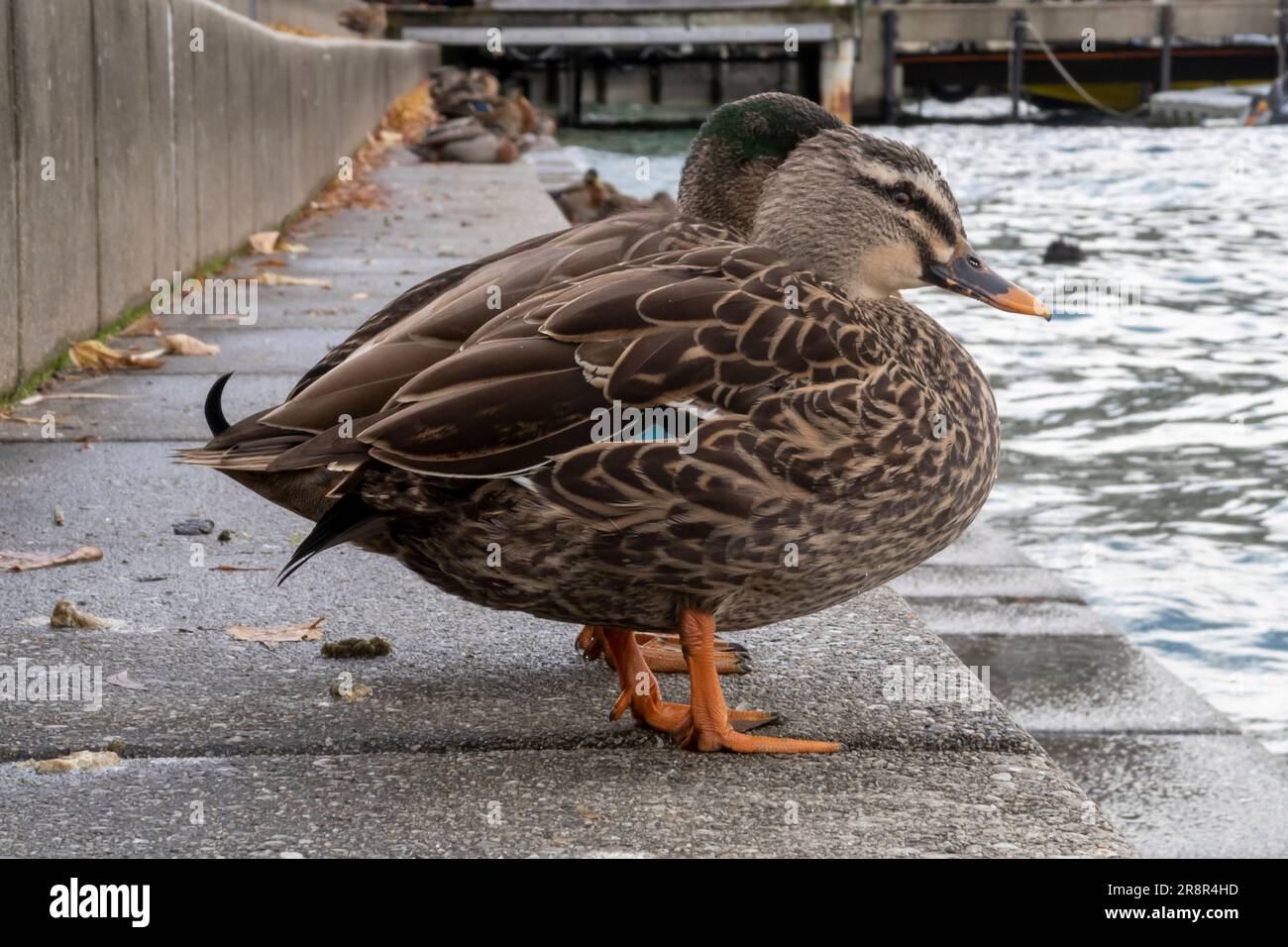 Photograph of adult brown ducks resting on grey concrete steps near ...