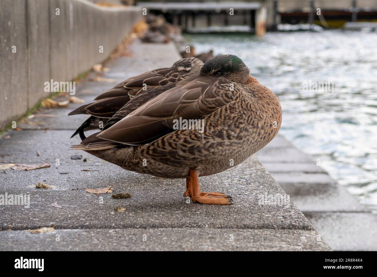 Photograph of adult brown ducks resting on grey concrete steps near ...