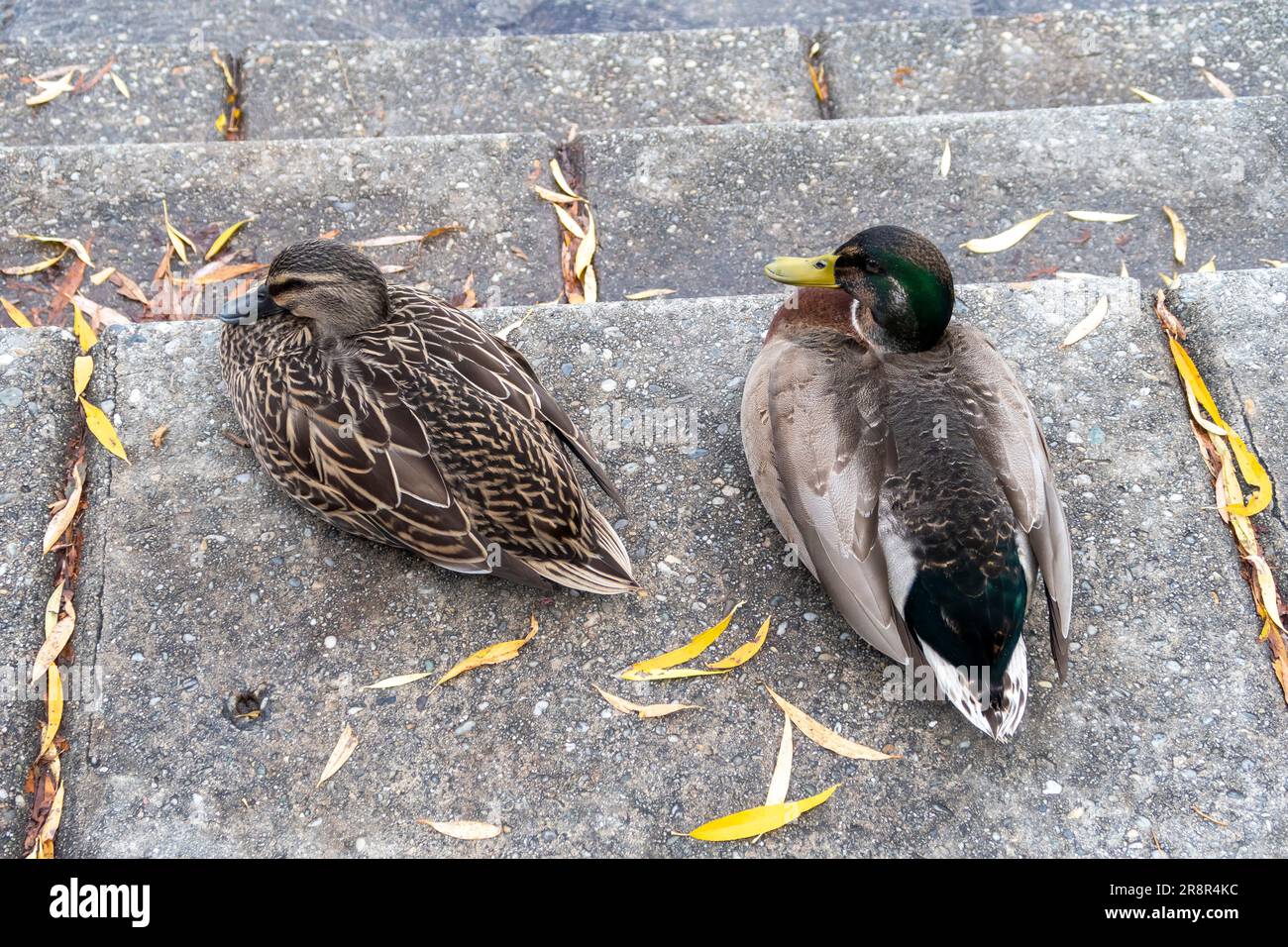 Photograph of adult brown ducks resting on grey concrete steps near ...