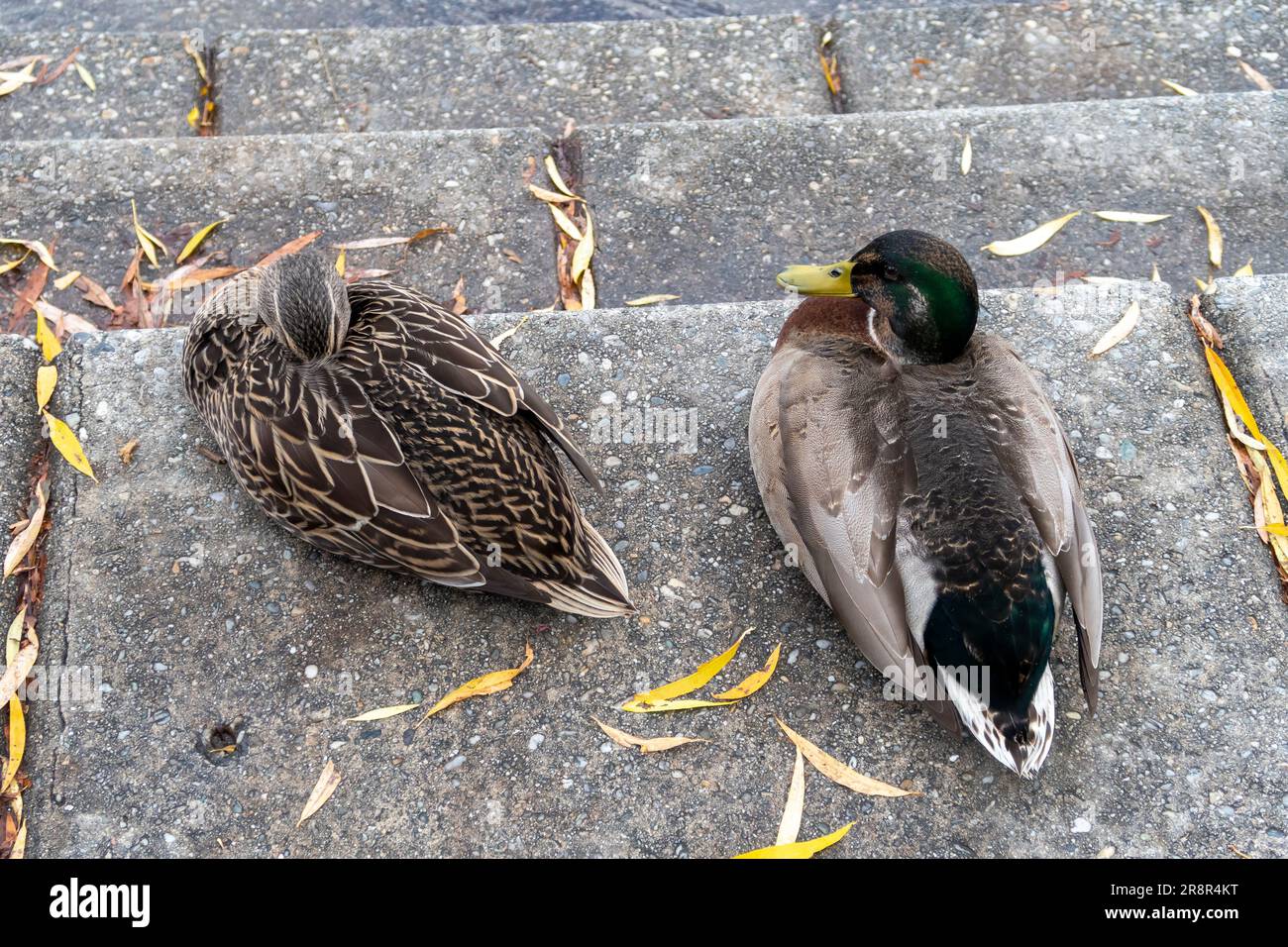 Photograph of adult brown ducks resting on grey concrete steps near ...