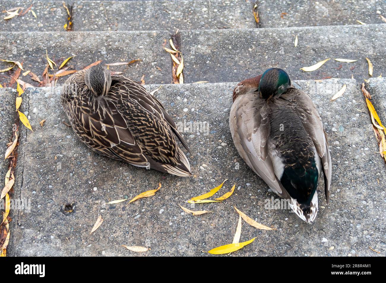 Photograph of adult brown ducks resting on grey concrete steps near ...
