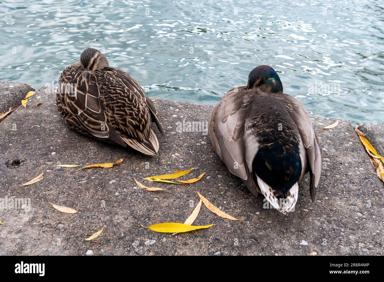 Photograph of adult brown ducks resting on grey concrete steps near ...