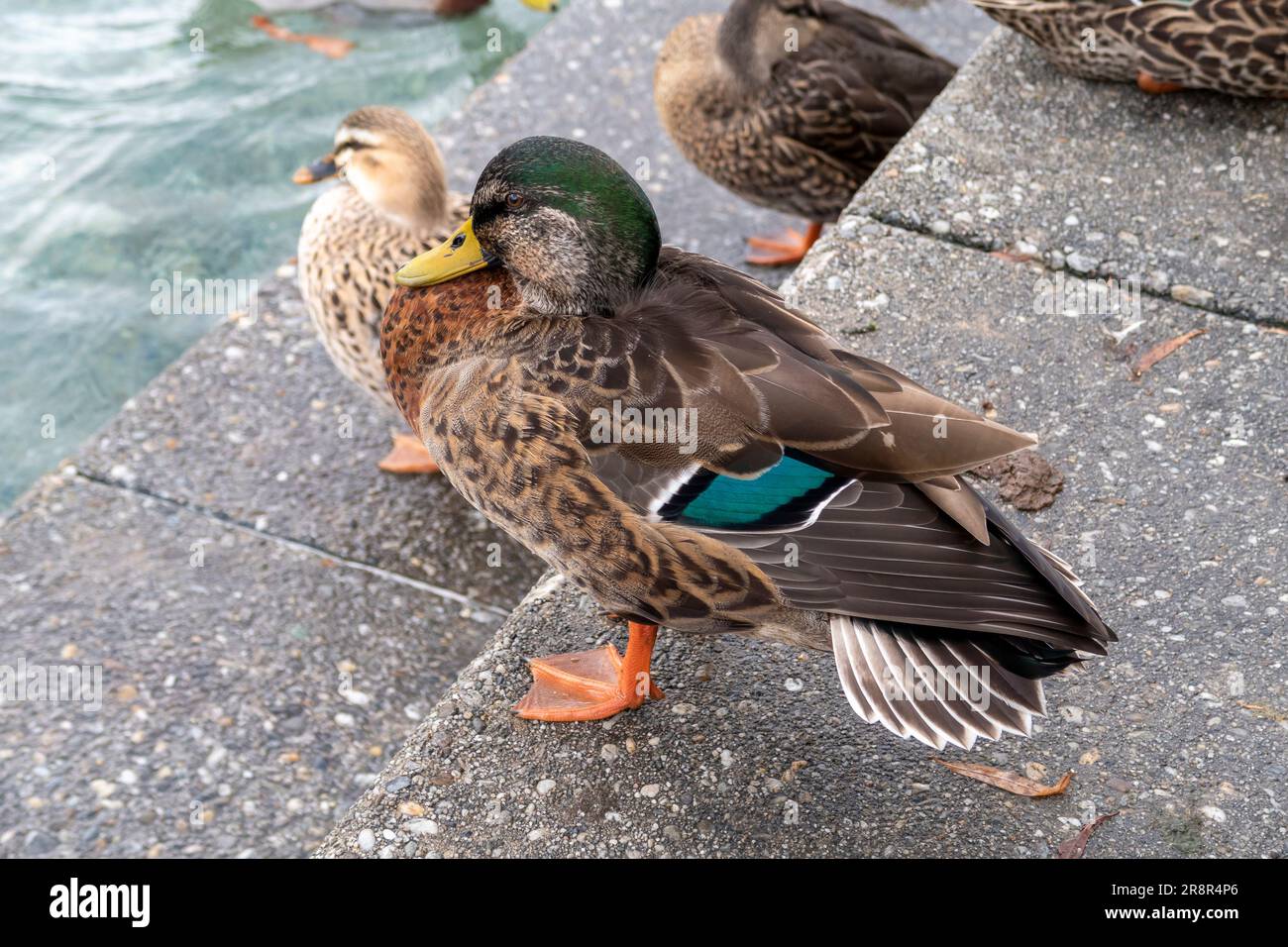 Photograph of adult brown ducks resting on grey concrete steps near ...
