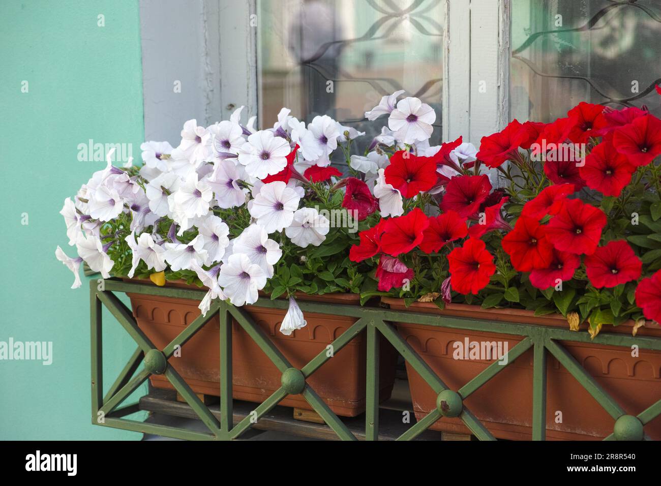 Two planter boxes with white and red petunias hanging under a window ...
