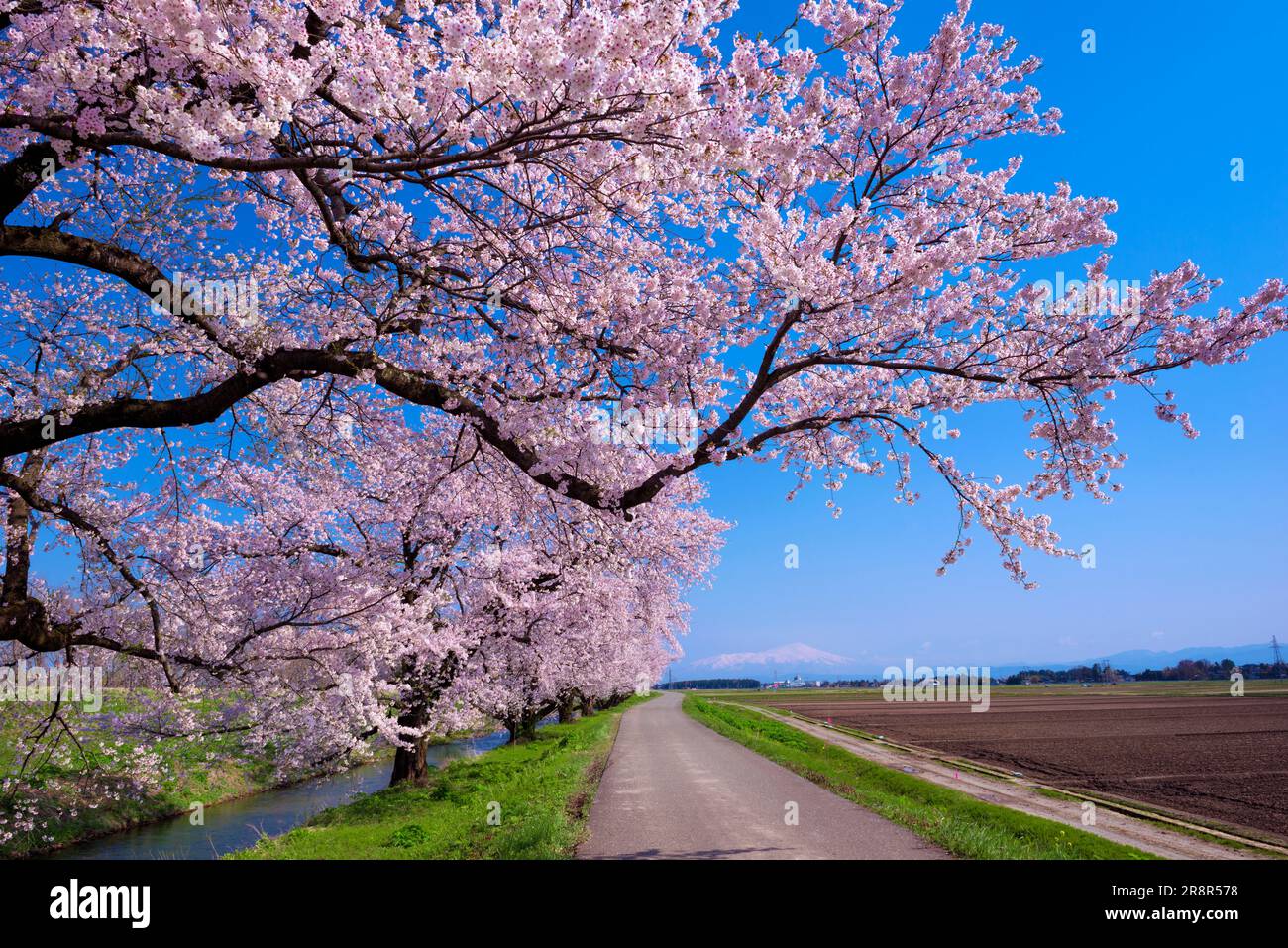 Mount Chokai and cherry trees in full bloom on both sides of ...
