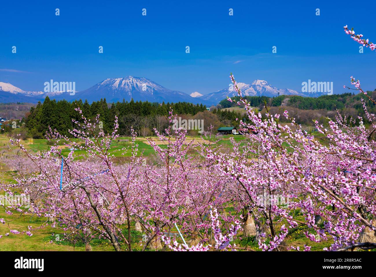Peach blossoms at Tankakyo field with a glimpse of Mount Myoko and ...