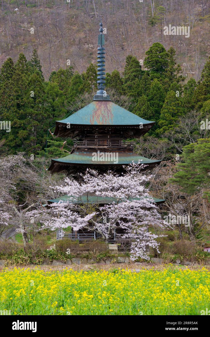 Three story pagoda of Akutsuhachiman shrine and cherry blossoms Stock ...