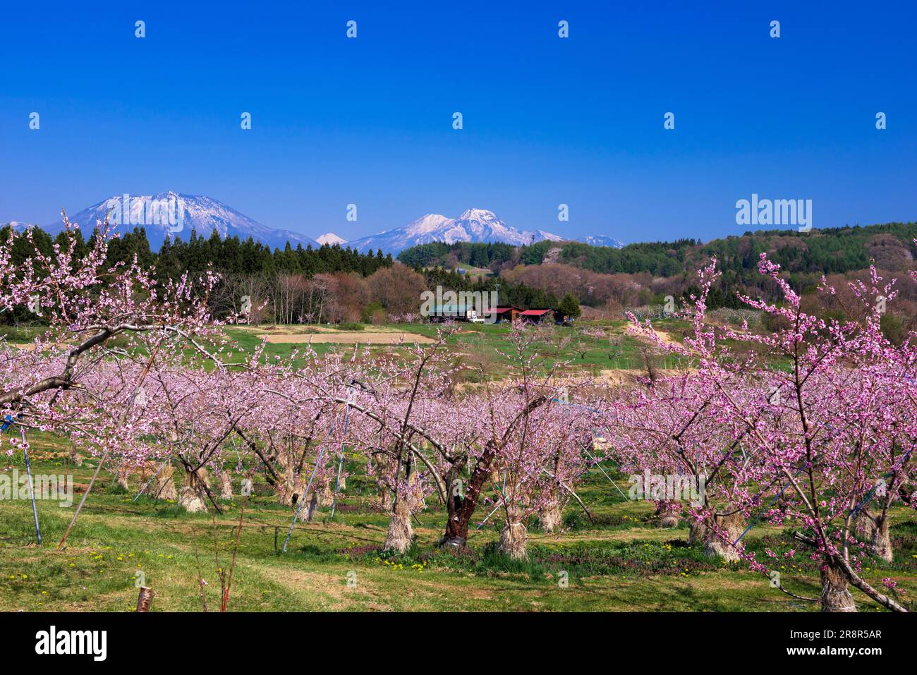 Peach blossoms at Tankakyo field with a glimpse of Mount Myoko and ...