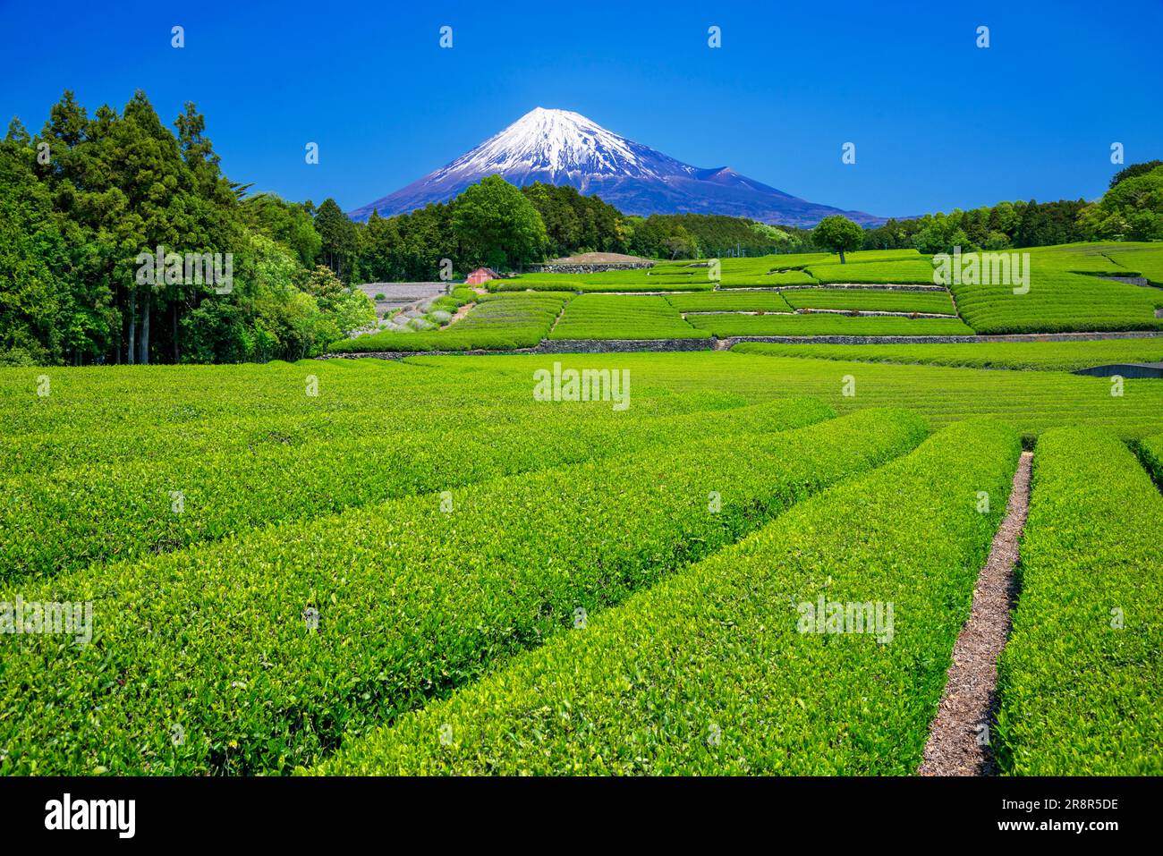 Tea Plantations and Mount Fuji Stock Photo - Alamy