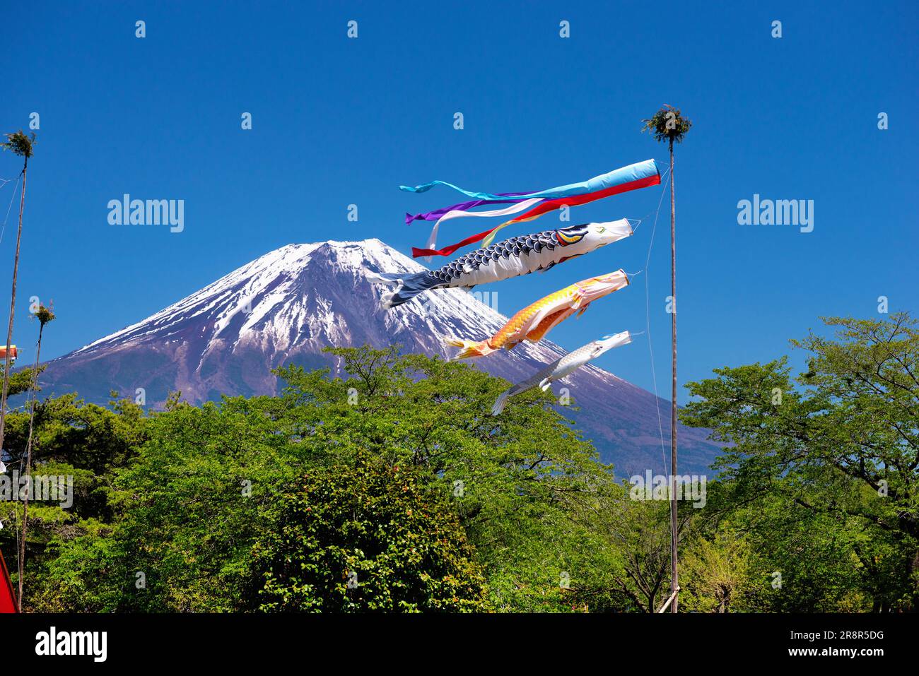 Carp banner hi-res stock photography and images - Alamy