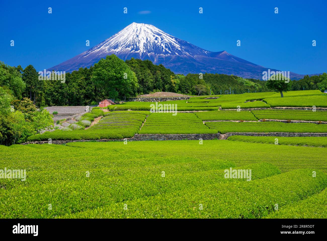 Tea Plantations and Mount Fuji Stock Photo - Alamy