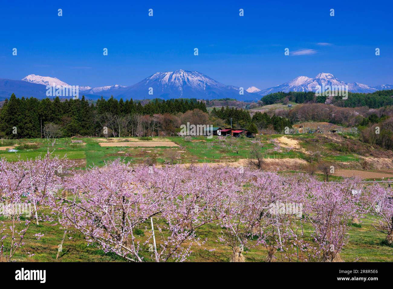 Peach blossoms at Tankakyo field with a glimpse of Mount Myoko and ...