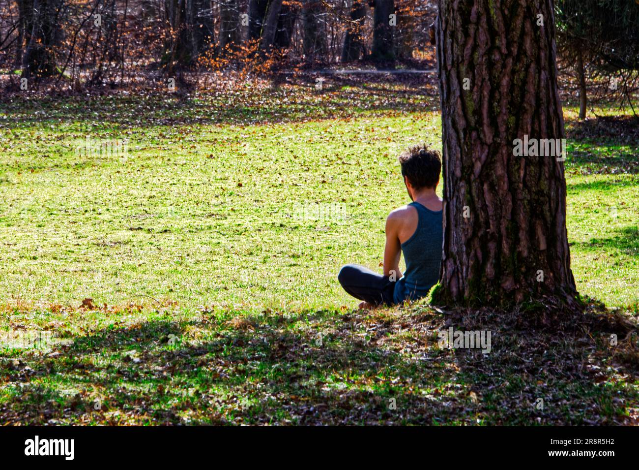 Rear view of a man sitting under a tree in the park Stock Photo - Alamy