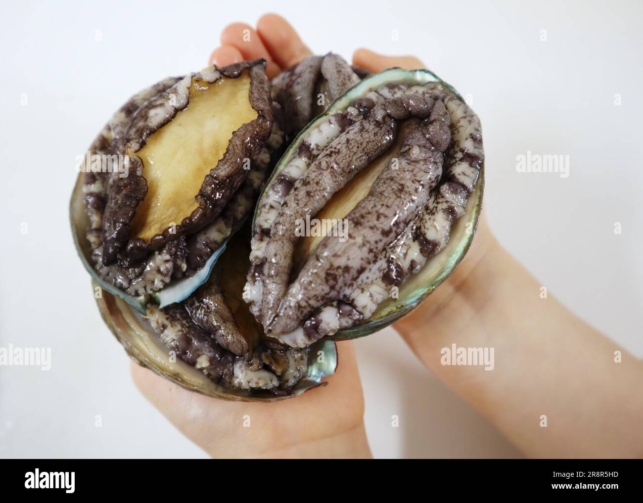 There are several fresh abalones on the hands Stock Photo - Alamy