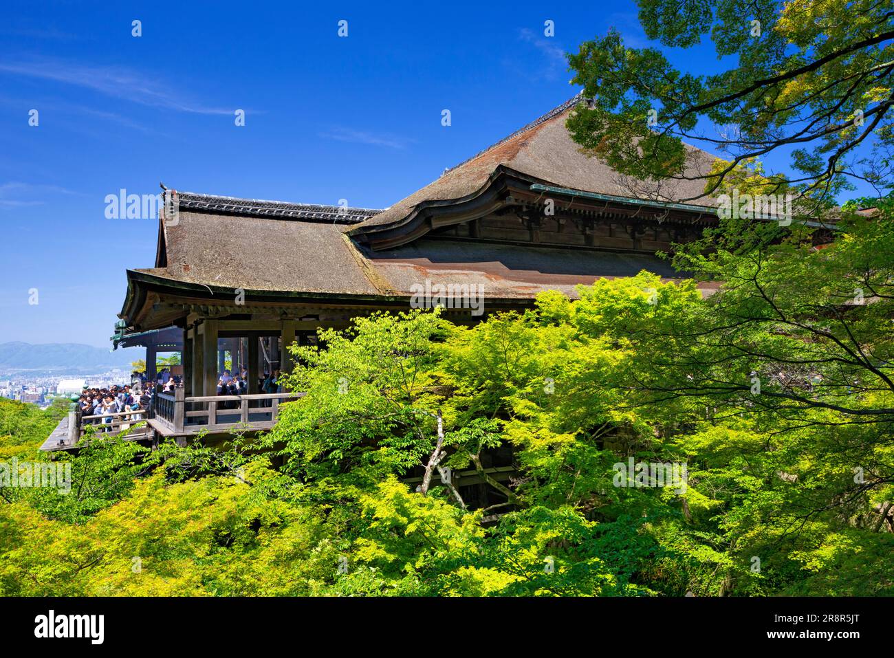 Wooden stage of Kiyomizudera temple covered with fresh greenery Stock ...