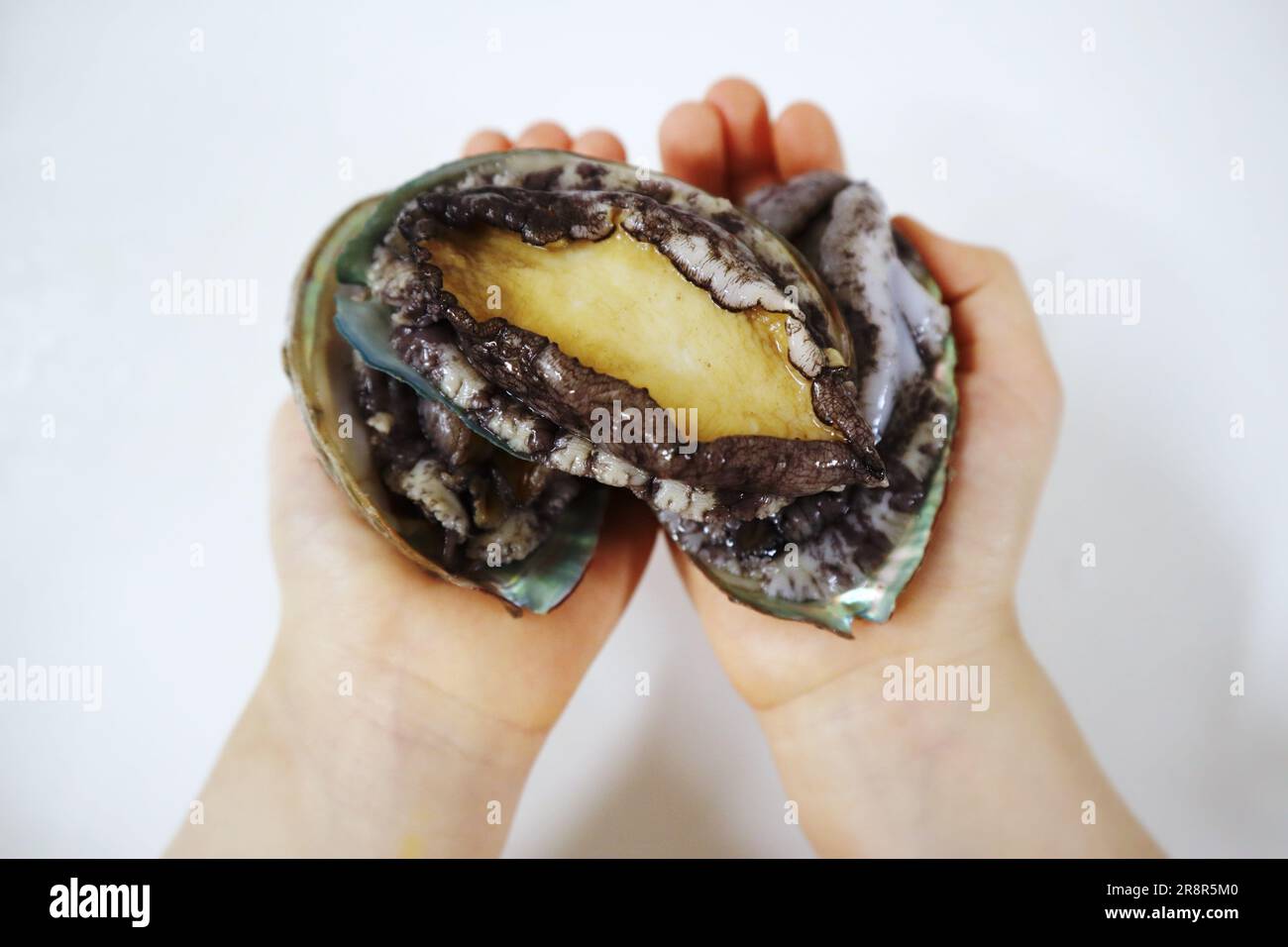 The hand that puts the living abalone on Stock Photo - Alamy