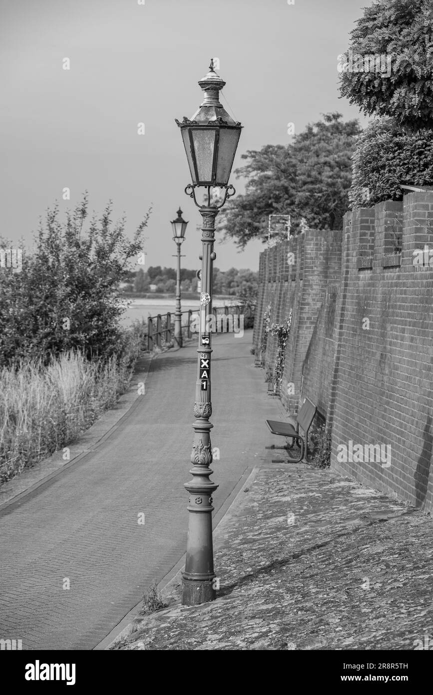 Rees at the river rhine Stock Photo - Alamy
