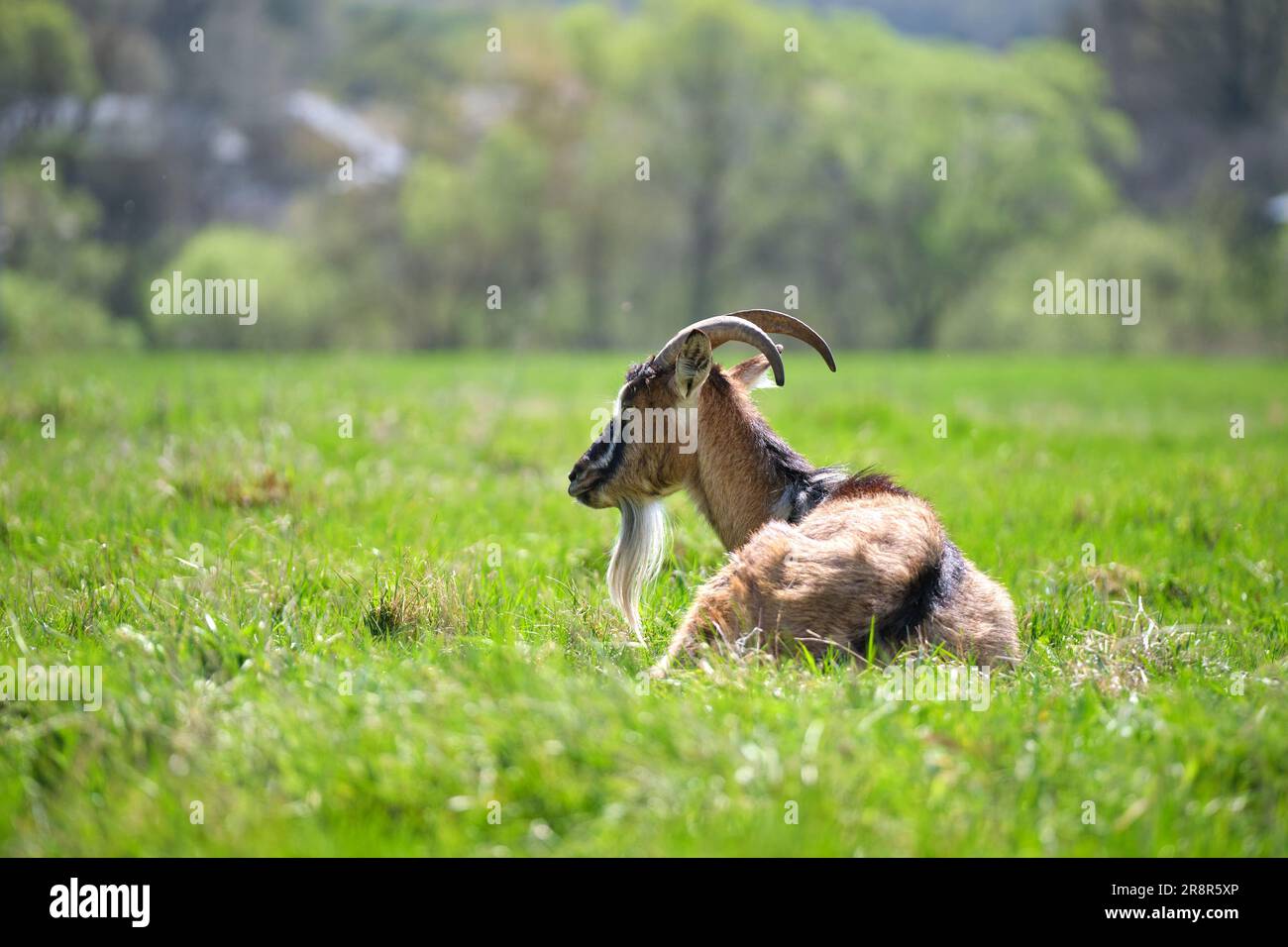 Domestic milk goat with long beard and horns resting on green pasture ...