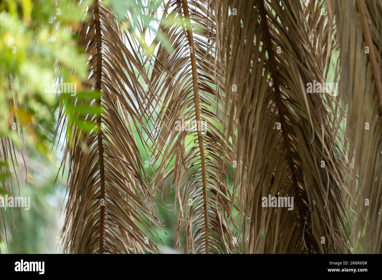 Root dead palm tree hi-res stock photography and images - Alamy
