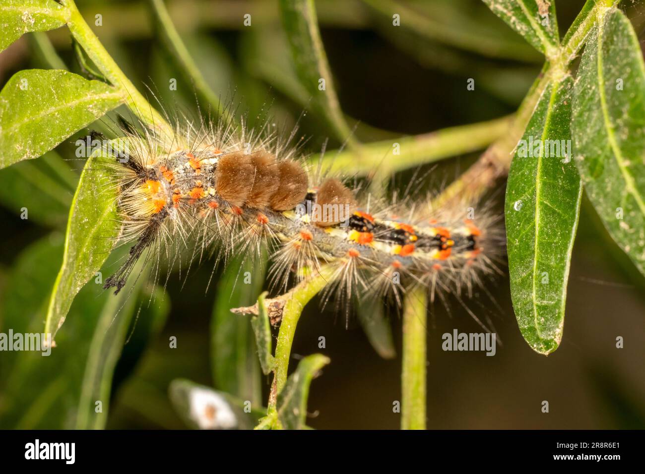 Caterpillar of the rusty tussock moth (Orgyia antiqua Stock Photo - Alamy