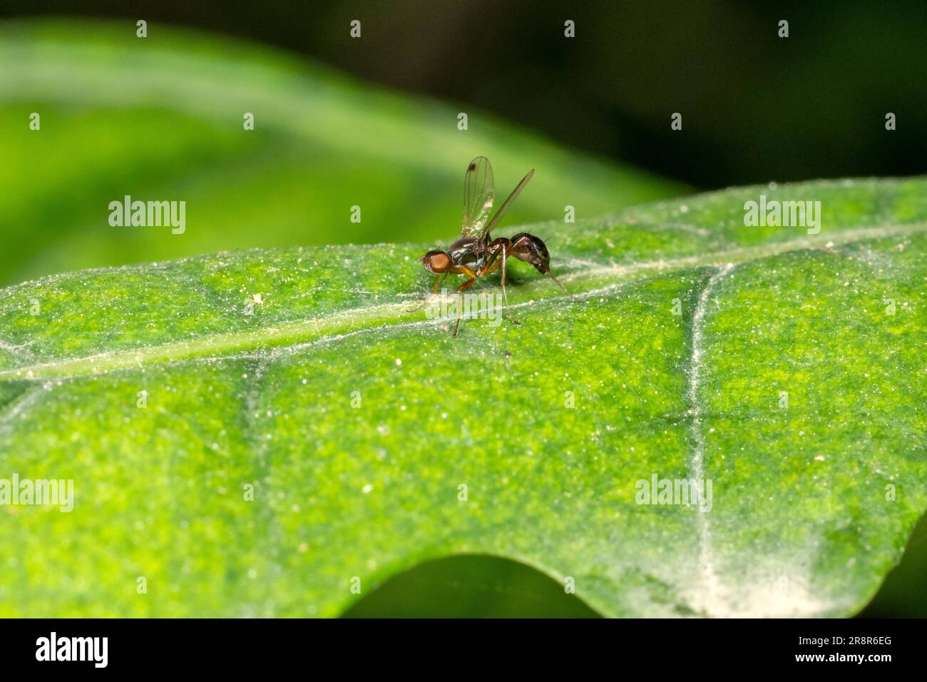 Red eyed insect hi-res stock photography and images - Alamy