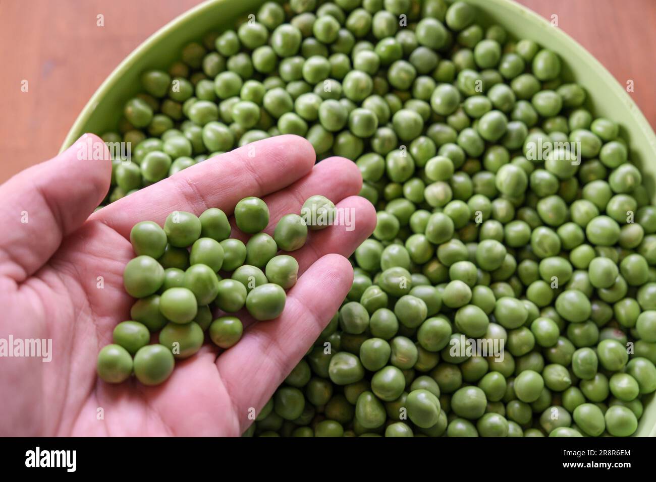 Close-up of a lot of ripe peas in hands. Green pea in a green bowl ...