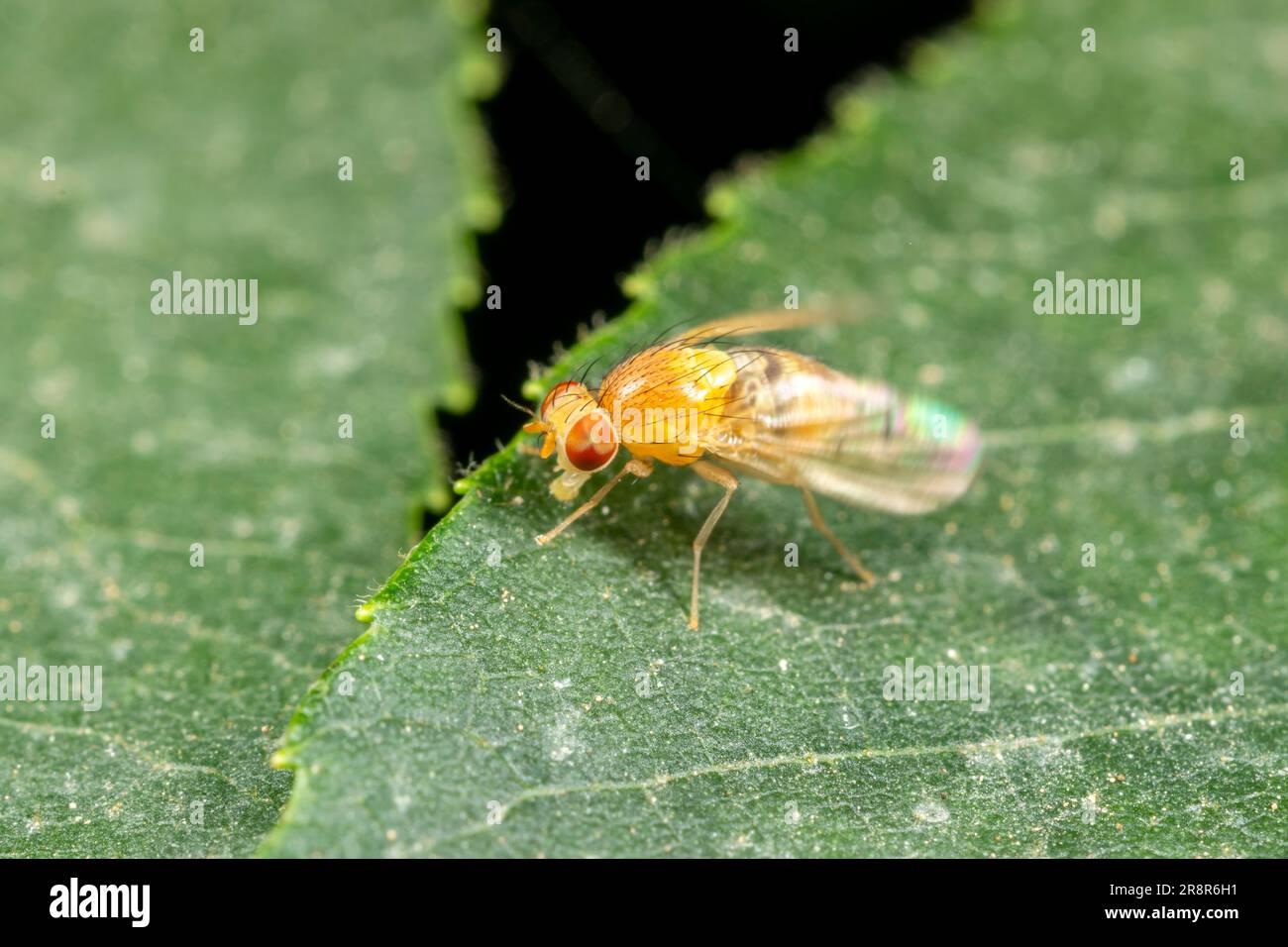Yellow fruit fly hi-res stock photography and images - Alamy