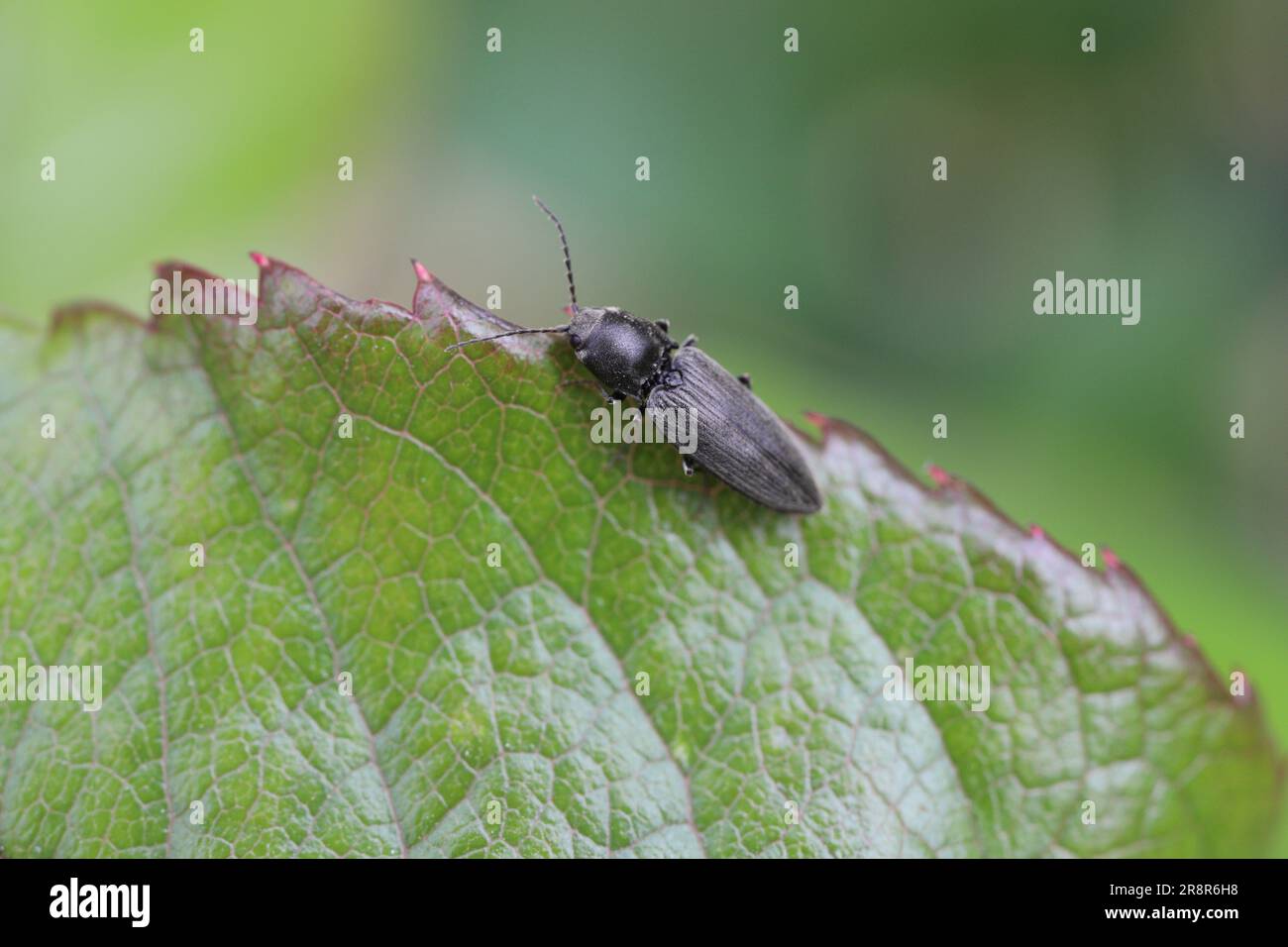 Hemicrepidius niger is a click beetle a species of beetle from the ...