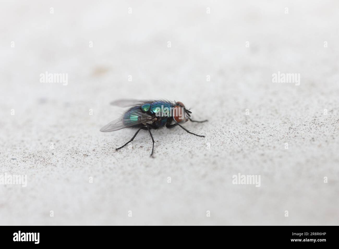 Common green bottle fly (blow fly, Lucilia sericata Stock Photo - Alamy