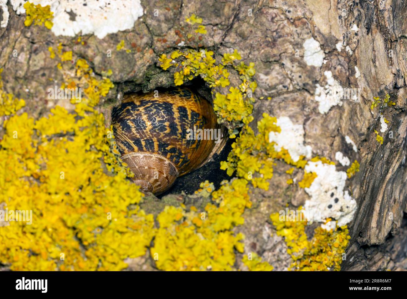 Snail inside a lichen covered tree bark Stock Photo - Alamy