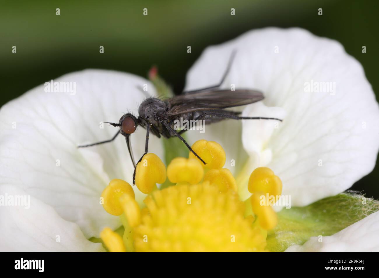Empid Fly (Empididae) feeding on nectar on the flower Stock Photo - Alamy