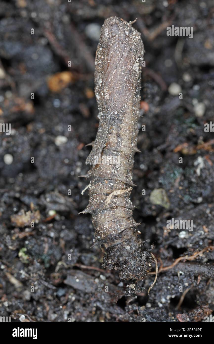 Pupa of Crane fly is a common name referring to any member of the ...