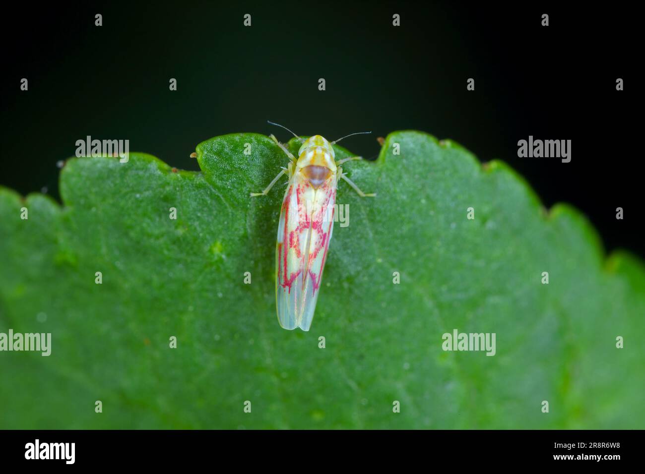 A tiny insect, Leafhopper of the cicada family, Cicadellidae, Zygina on ...