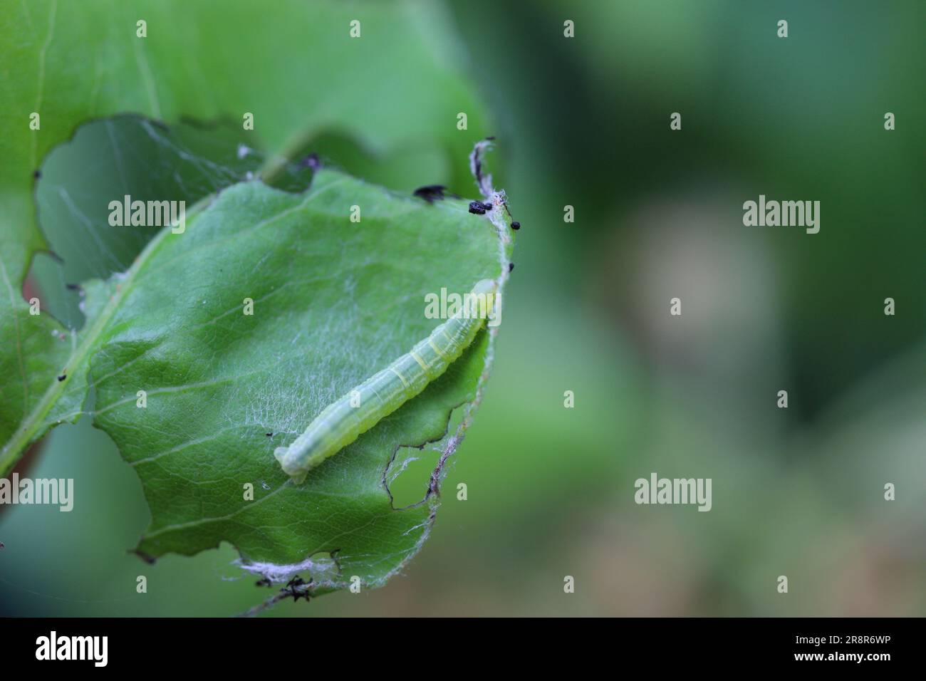 Operophtera brumata larvae hi-res stock photography and images - Alamy