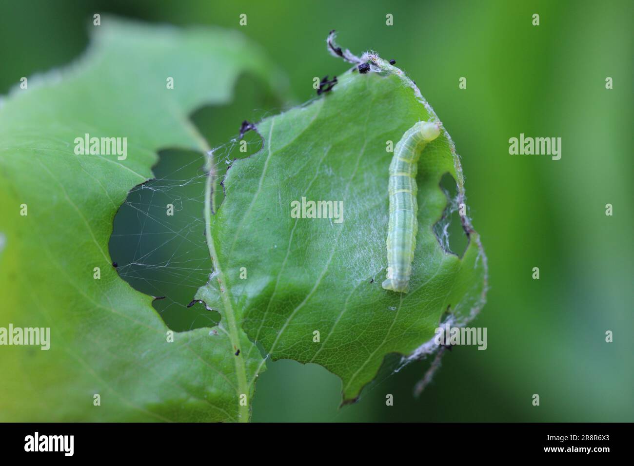 Winter moth (Operophtera brumata) caterpillar on damaged pear leaf ...