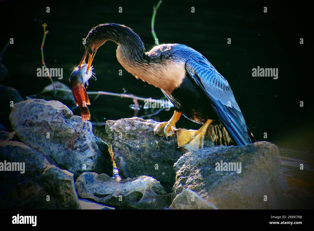 Anhinga fishing in florida hi-res stock photography and images - Alamy
