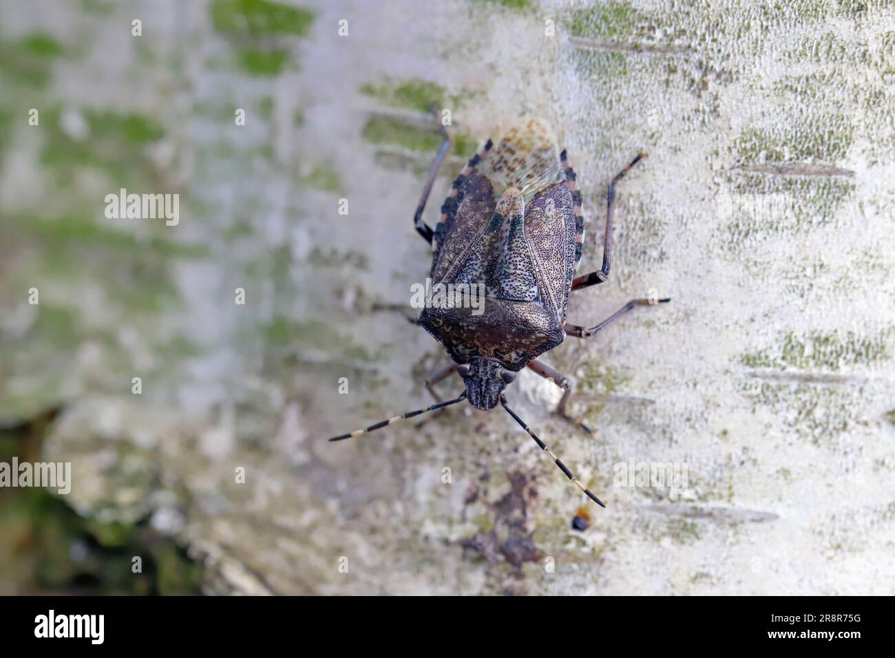 Hairy shieldbug dolycoris baccarum hi-res stock photography and images ...