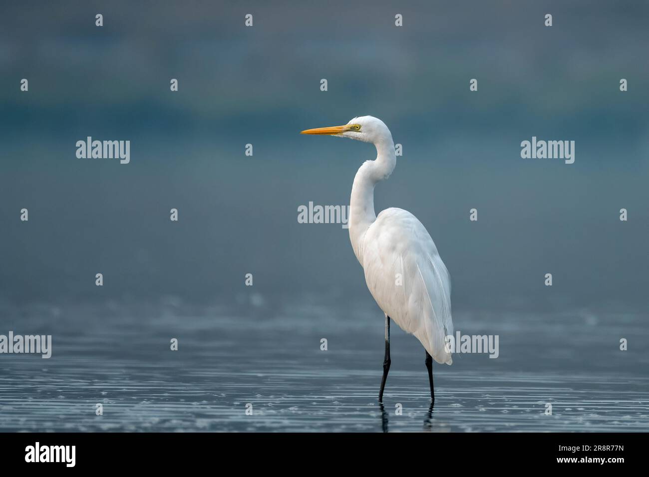 The great egret (Ardea alba), also known as the common egret, large ...