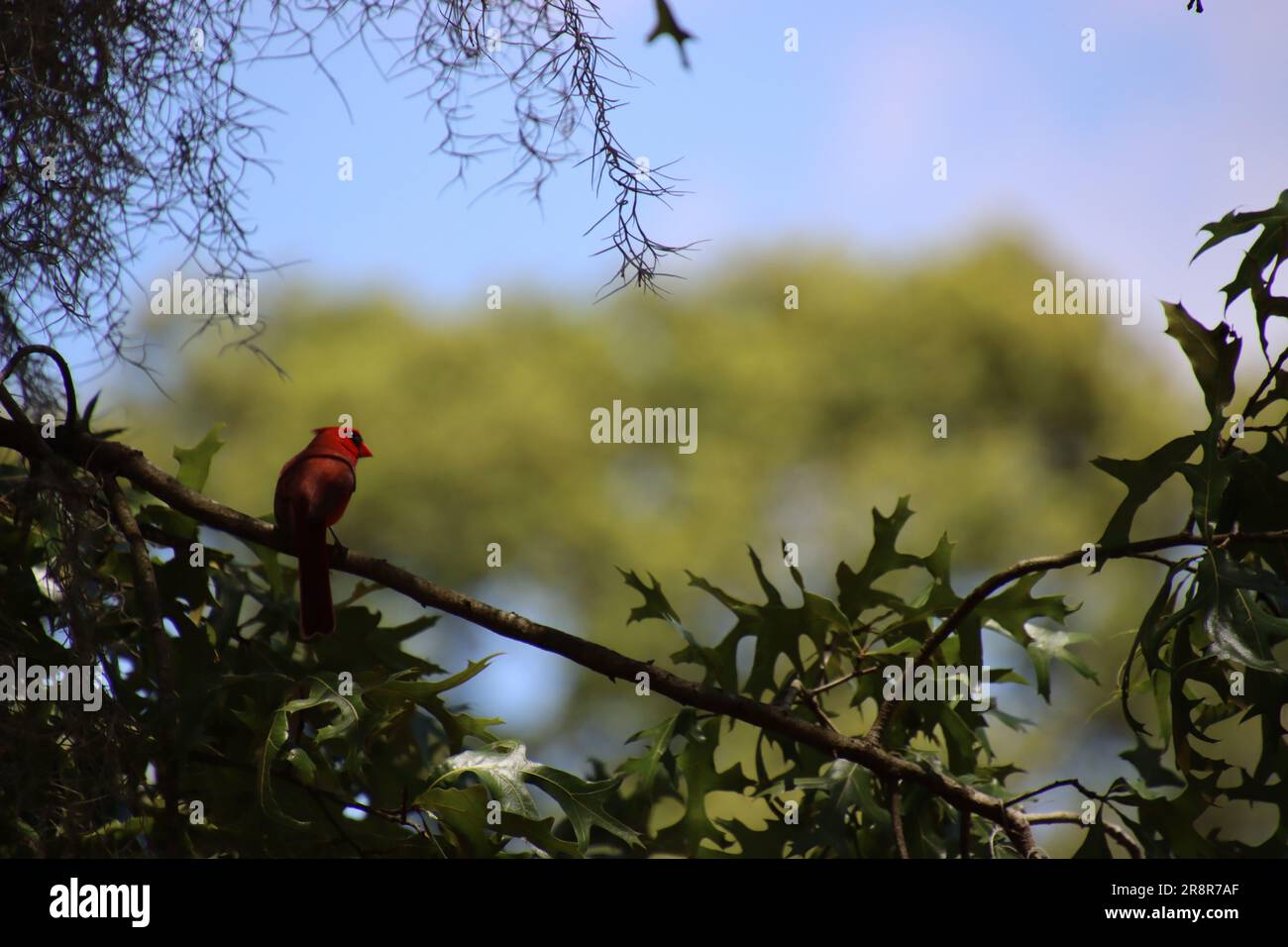 Cardinal resting hi-res stock photography and images - Alamy