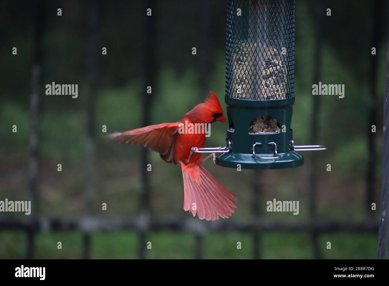 Cardinal bird flying hi-res stock photography and images - Alamy