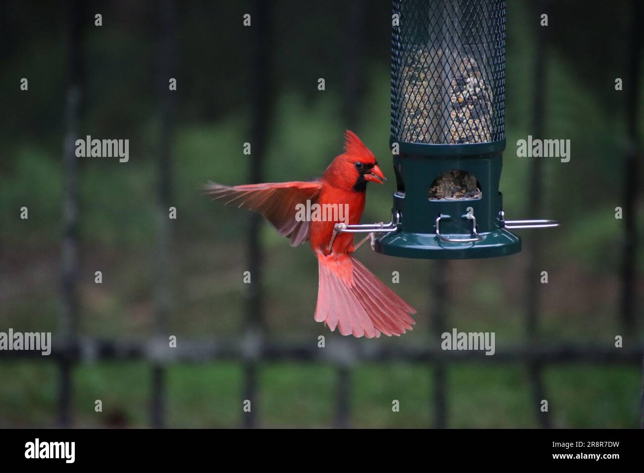 Red cardinal bird in flight hi-res stock photography and images - Alamy