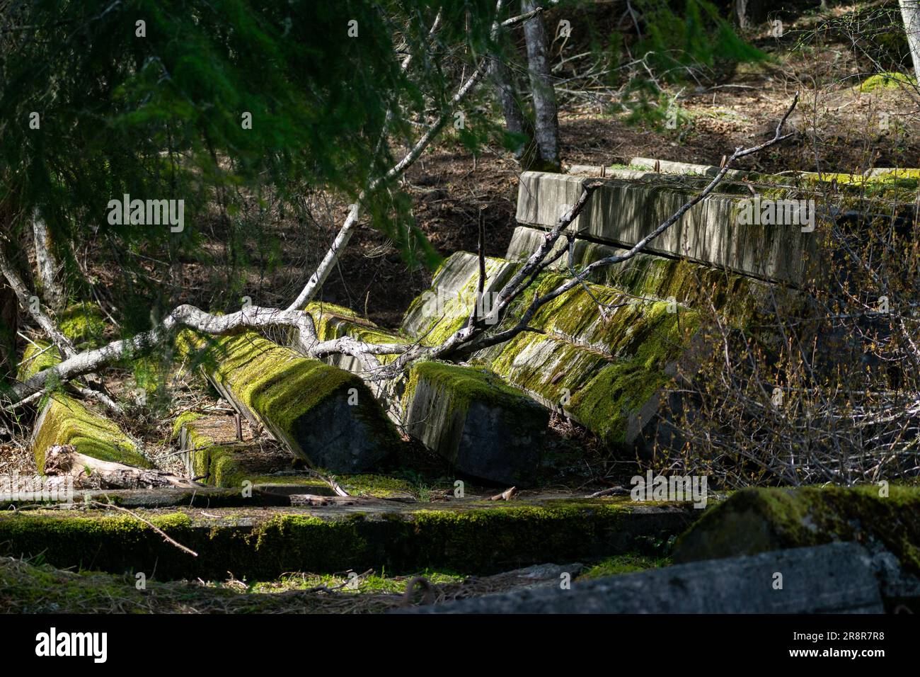 An old, abandoned bridge covered in vibrant green moss and lichen, its ...
