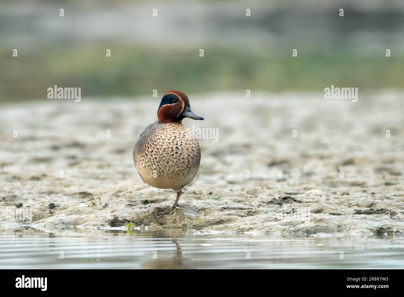 Eurasian teal anas crecca hi-res stock photography and images - Alamy