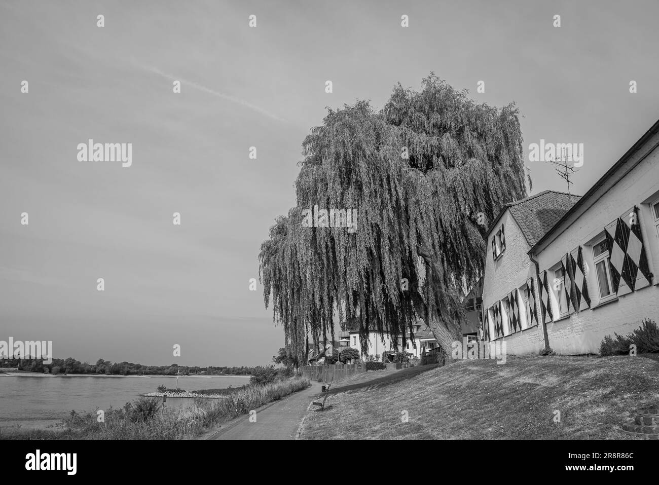 River rees Black and White Stock Photos & Images - Alamy