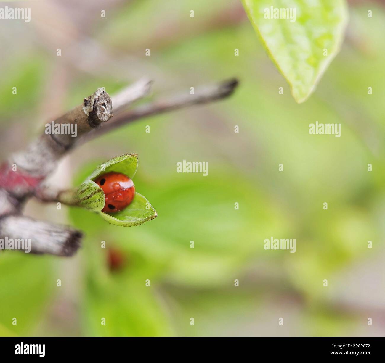 A vibrant red ladybug perched atop a waxy green leaf of a tree, hiding ...