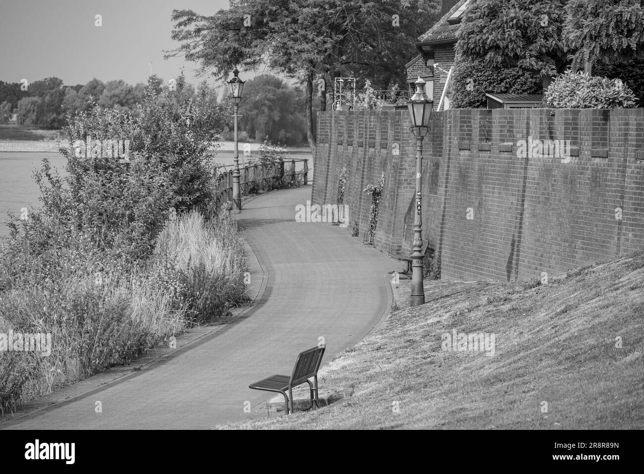 Rees at the river rhine Stock Photo - Alamy