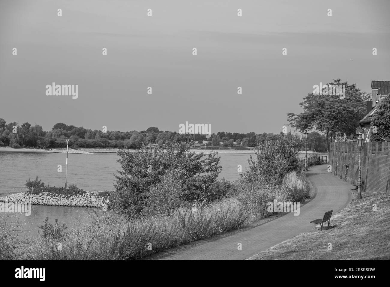 Rees at the river rhine Stock Photo - Alamy