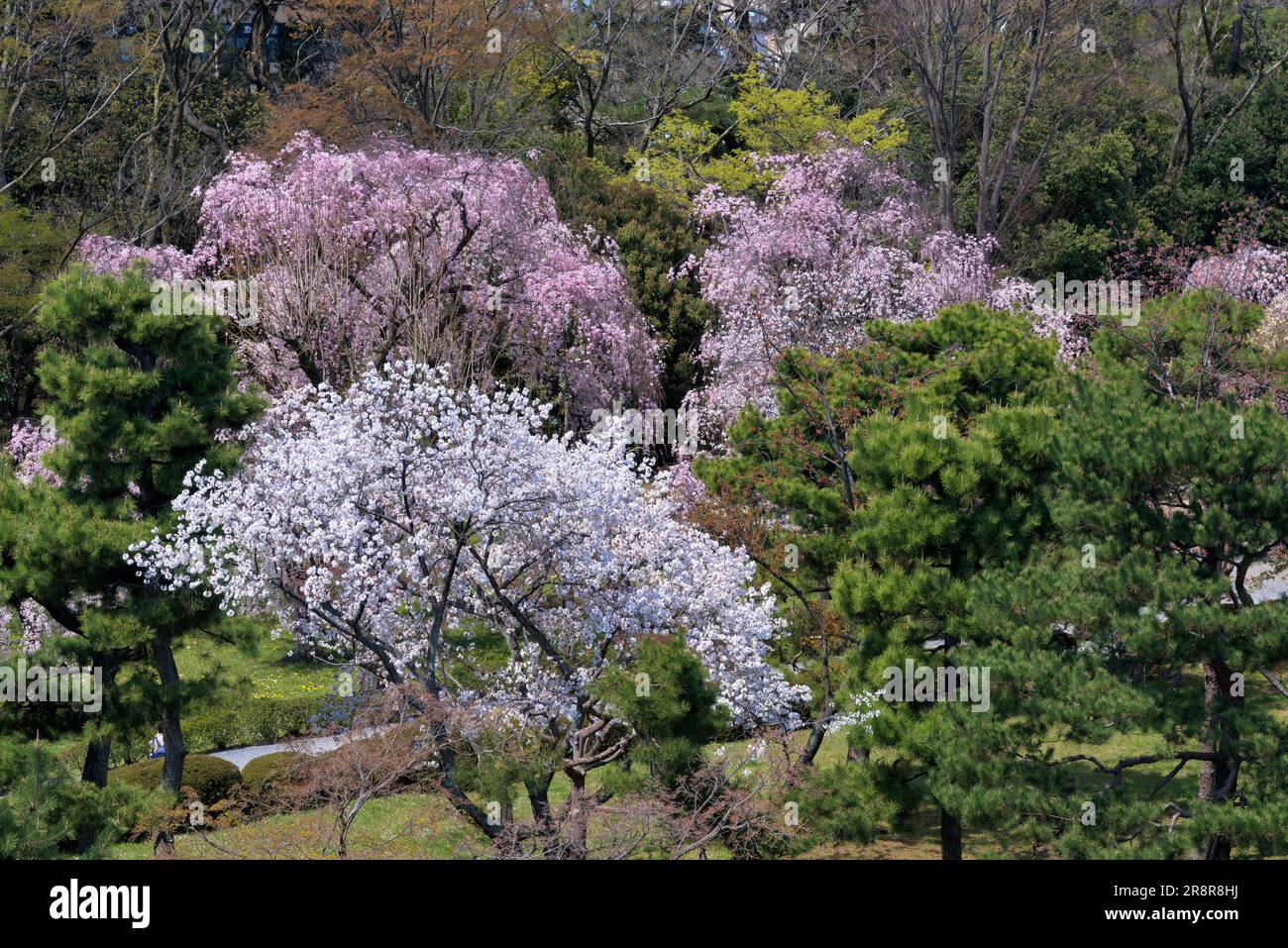 Nijo castle with cherry blossoms Stock Photo - Alamy