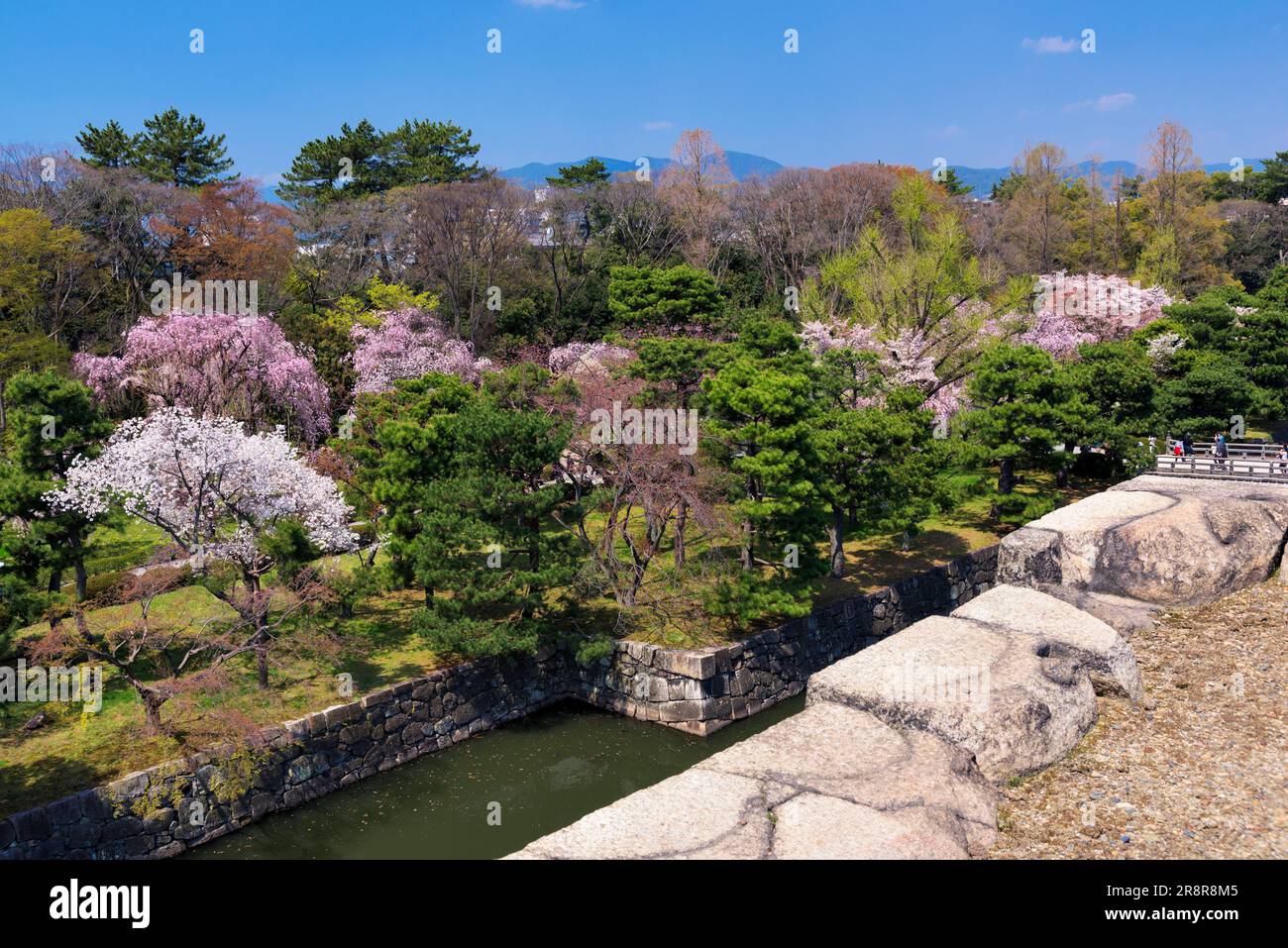 Nijo castle with cherry blossoms Stock Photo - Alamy